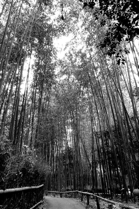 モノクロにした竹林 by j enamay ID11559217 写真共有サイト PHOTOHITO
