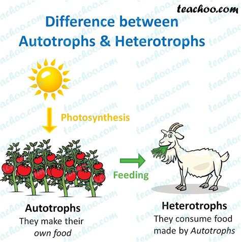 Difference Between Autotrophic And Heterotrophic Modes Of Nutrition