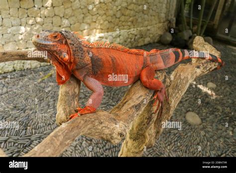 Full Grown Red Iguana