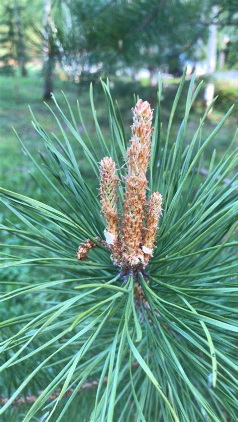 Хвойные | Plants, Flowers, Garden