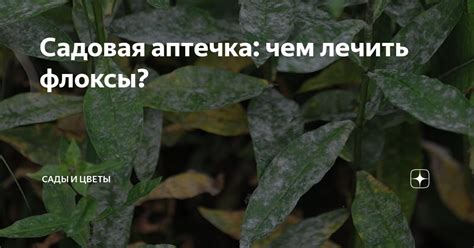 Садовая аптечка: чем лечить флоксы? | Сады и цветы | Дзен