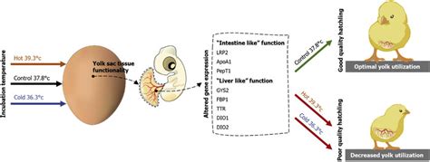 Graphical Illustration Demonstrating The Effect Of Incubation Download Scientific Diagram