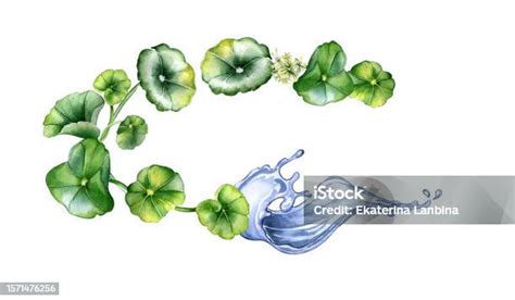 센텔라 아시아티카의 화환 허브 수채화 그림은 흰색으로 분리되어 있다 페니워트 고투 콜라 둥근 나뭇잎 물 튀김 손으로 그렸습니다 포장 상표 초본 식물 수집을 위한 디자인 0