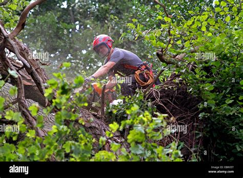 Cutting Down A Tree Hi Res Stock Photography And Images Alamy