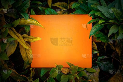 标签纸在绿叶上