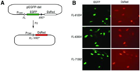 Evolved Variants Of Flp Recombinase Are Active In Mammalian Cells A