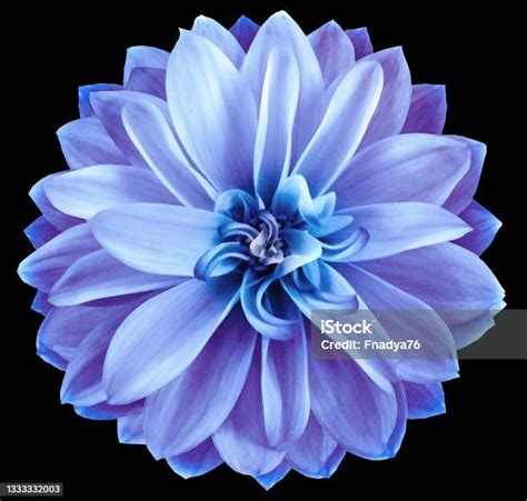 수채화 달리아 꽃 블루 퍼플 검은 색 배경에 고립 된 꽃 클리핑 경로가 있는 그림자가 없습니다 클로즈업 자연 검정색 배경에 대한 스톡 사진 및 기타 이미지 Istock