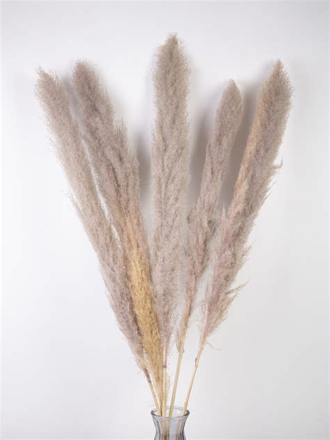 Кортадерія біла купити в Україні за низькою ціною • Dfb Elements