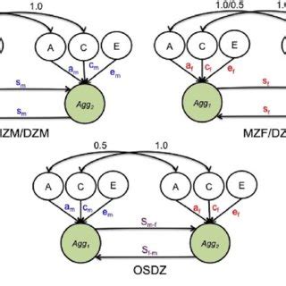 Path Diagram Of Common Effects Sex Limitation Model With Unique C And Download Scientific