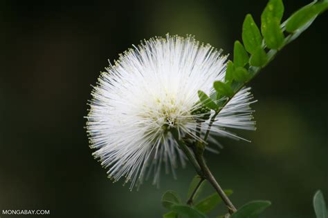 Leucaena Leucocephala The White Popinac Flower