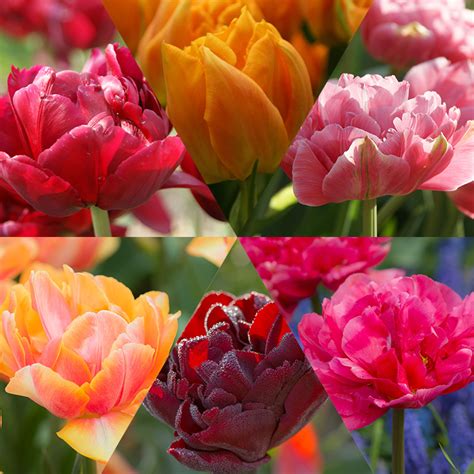 Double Tulip Bulb Collection | 1195