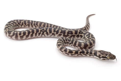 K21 003 Male Pygmy Banded Colourful Critters