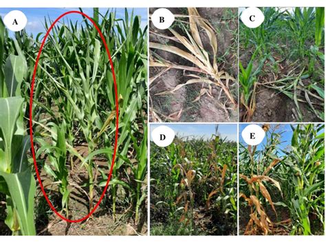 Symptoms Of Corn Stalk Rot In Field A Leaves Showing Wilting After