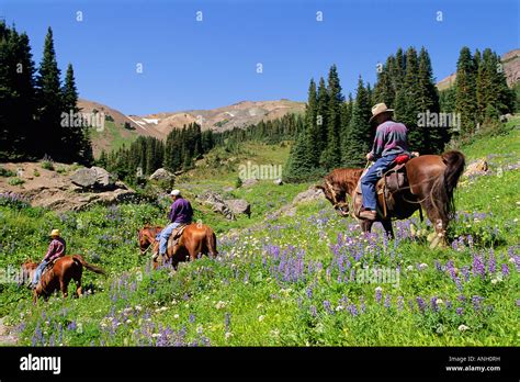 Outfitter Leading Trail Ride South Chilcotin Range Cinnabar Basin British Columbia Canada