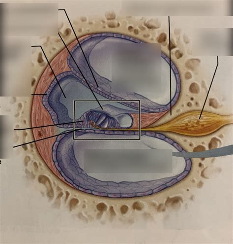 Anatomy Lab Quiz 1 Labeling Cochlea Diagram Quizlet