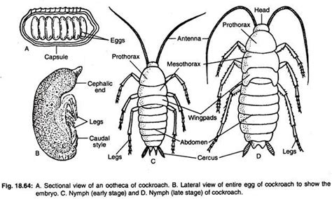 Essay On Cockroach
