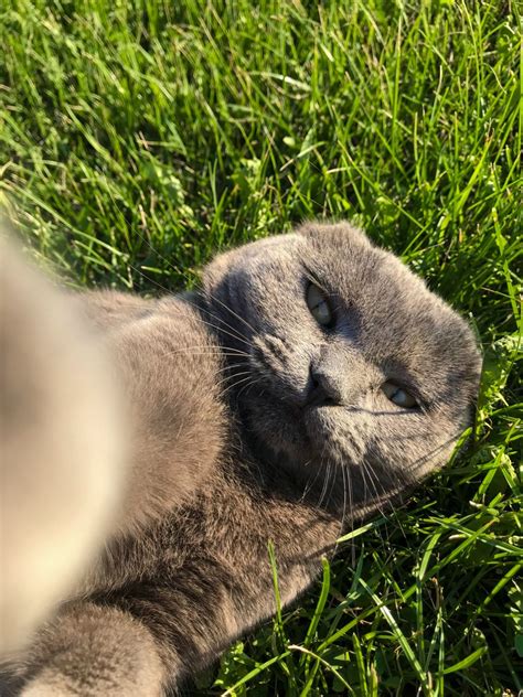 Шотландская вислоухая кошка