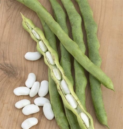 Biji Benih Kacang Buah Pinggang Putih Kacang Ginjal Putih Lazada