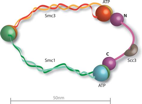 Structure Of The Cohesin Complex Download Scientific Diagram