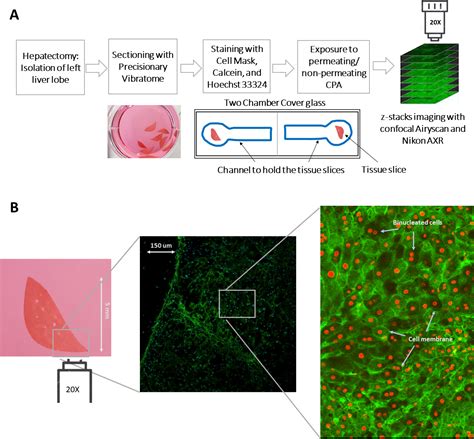 Multiscale Transport And 4d Time Lapse Imaging In Precision Cut Liver Slices Pcls Peerj