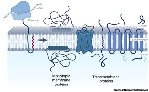 Cell Membrane Transmembrane Proteins