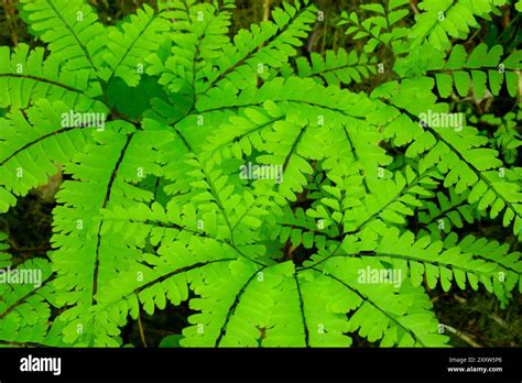 Five Finger Fern Adiantum Aleuticum Along Trail Of Ten Falls Silver