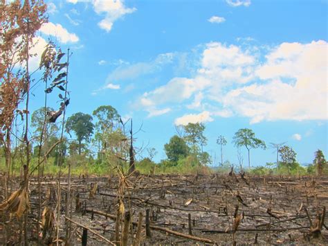 Kaingin Philippin News Collections