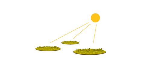 Tea Production Process Chinhuchunus