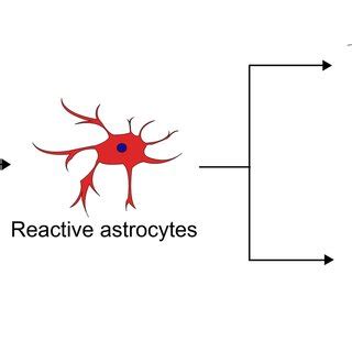 After Brain Injury And Disease The Drastic Transformation Of Download Scientific Diagram