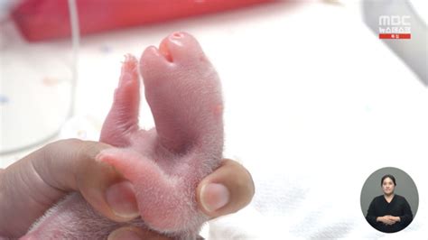 에버랜드서 국내 첫 판다 쌍둥이 탄생‥맏언니 된 푸바오 네이버 Tv