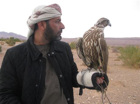 Sustainable Conservation Of The Saker Falcon Conservation Frontlines