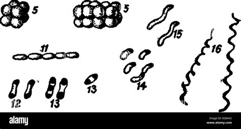 What Is Protoplasm Definition Components Properties