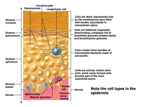 L1 Skin Science Of Epidermis Dermis And Subdemis Histology And Molecular Biology Of The Skin Ppt