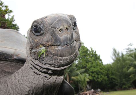 Smiling Tortoise