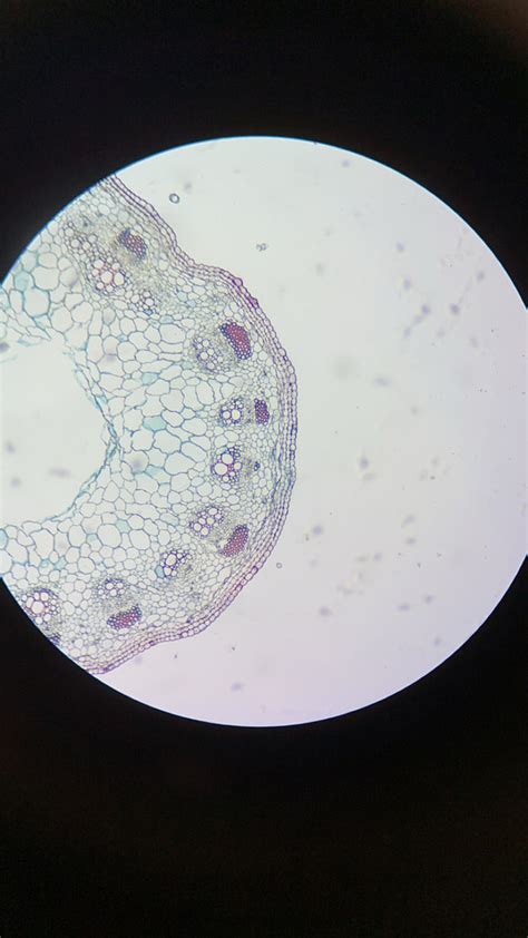 Herbaceous Eudicot Stem Helianthus [sunflower] Diagram Quizlet