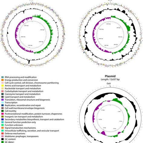 Circular Representation Of The Chromosomes And Plasmid Of The Complete