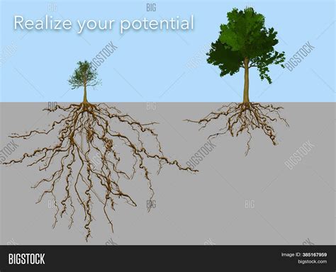 Small Tree Big Root Image Photo Free Trial Bigstock