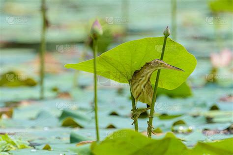 荷塘里的黄麻鳽