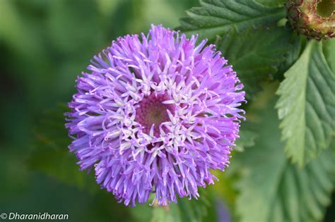 Centratherum Punctatum Cass Species