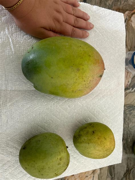 Need Help Identifying… R Mango