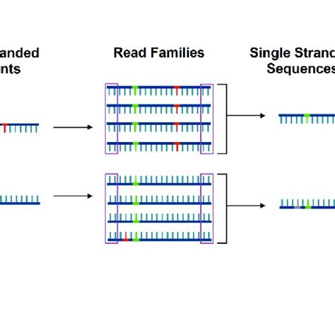 The Duplex Sequencing Consensus Making Process Both Strands Of A Dna