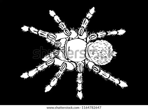 Graphical Spider Sketch Tarantula Isolated On Stock Vector Royalty Free Shutterstock