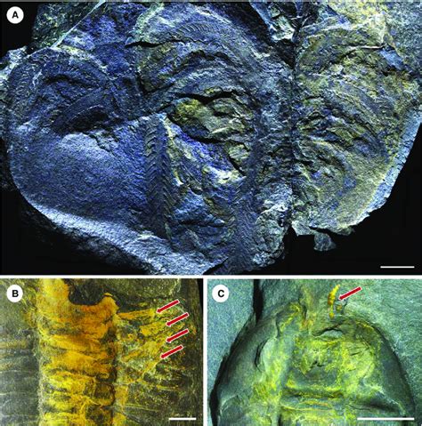 Arthropods With Soft Tissue Preservation Collected In The Same Lens As