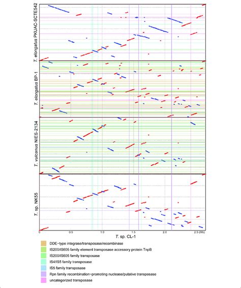 Pairwise Genome Alignments The Cl 1 Genome Is Used As The Reference