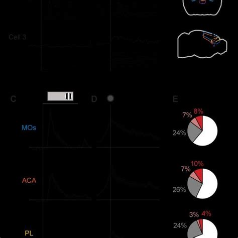 Mpfc Neurons Of Trained Mice Show Stimulus And Movement Evoked Download Scientific Diagram