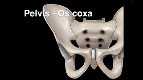 Os Coxae Anatomy Right Os Coxae Lateral View 1 Crest Of Ilium 2