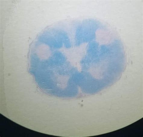 Bio 371 Lab Flashcards Quizlet