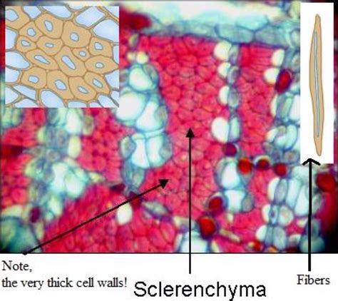 Sclerenchyma Under Microscope