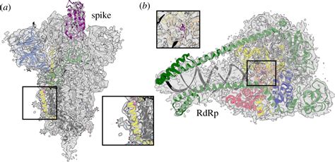 Sars Virus Structure