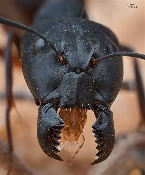 Nature ⚔️ Meet The Mighty Protector The Soldier Ant 🐜🛡️ Captured In